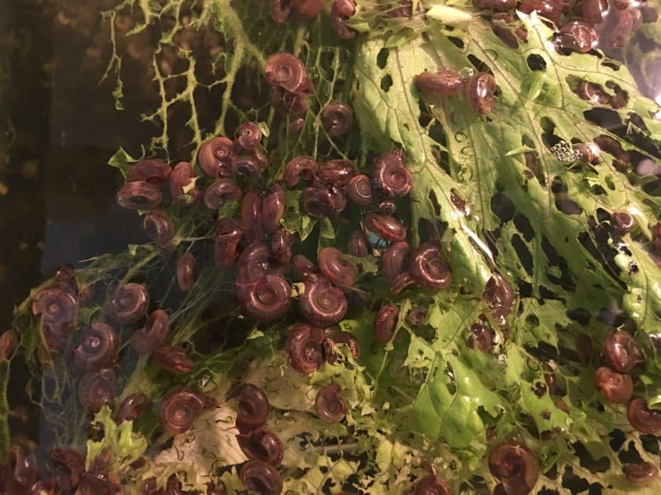 TX BioBytes - What do Snails have to do with it?