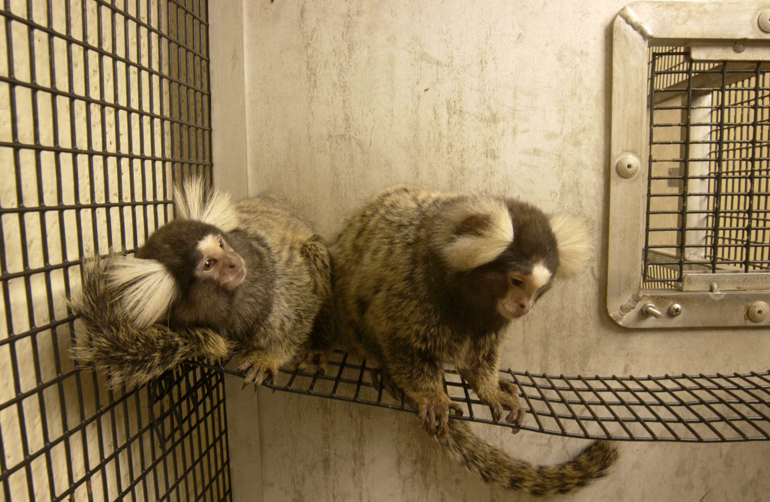 Marmosets as the Canary in the Coal Mine - Texas Biomed