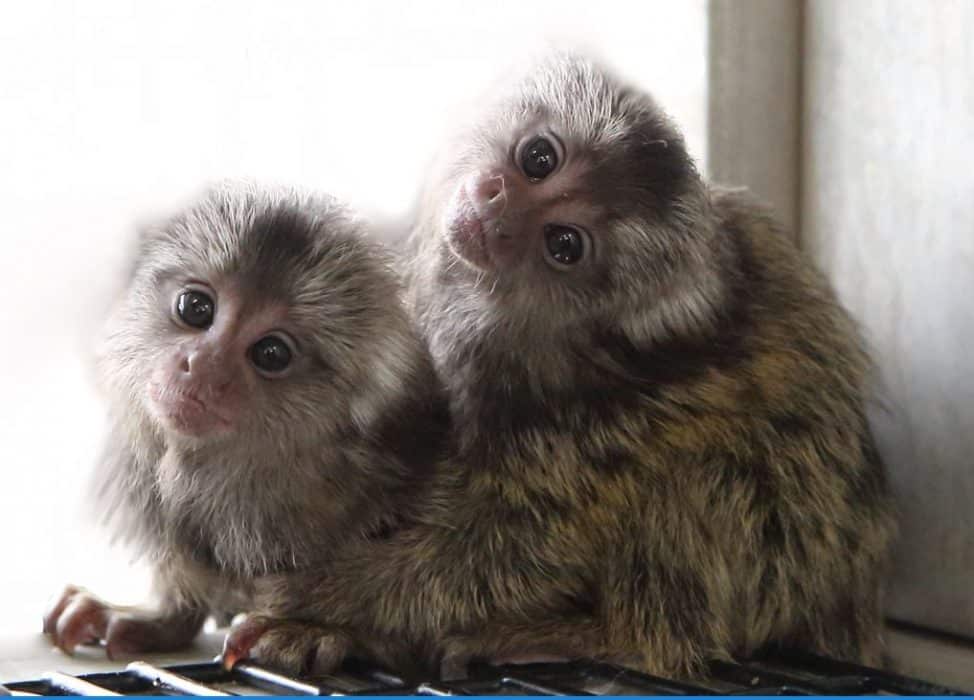 Aging Gracefully with the Help of Marmosets - Texas Biomed