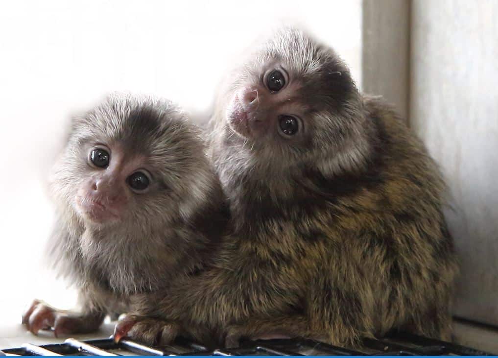 Aging Gracefully with the Help of Marmosets - Texas Biomed