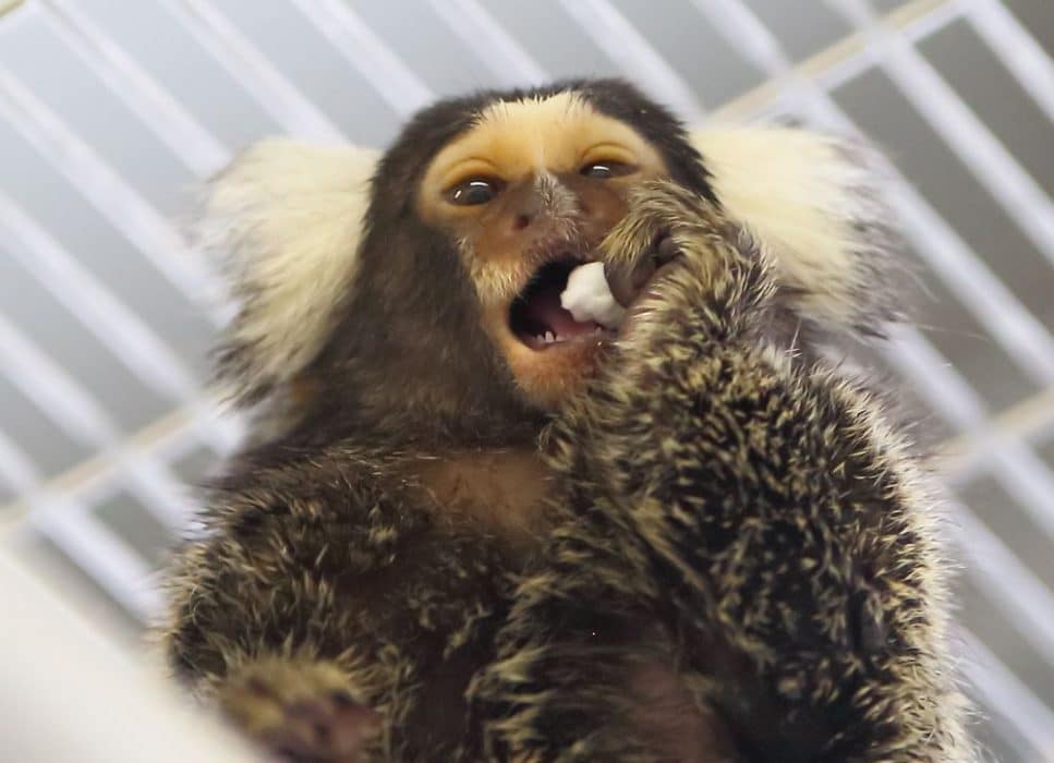 Geriatric Marmosets Moving - Texas Biomed