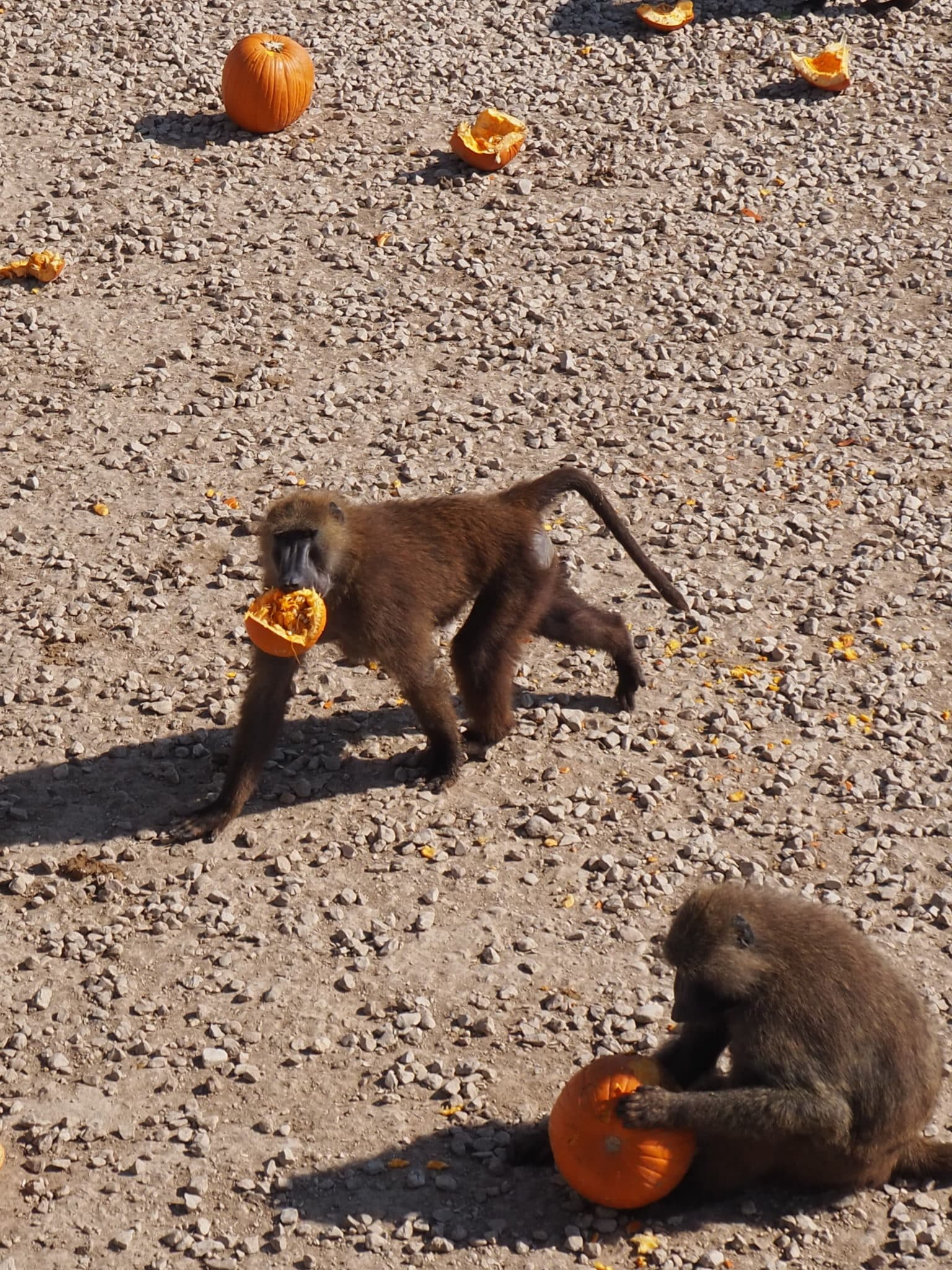 Pumpkins and Primates: Celebrating unsung heroes - Texas Biomed