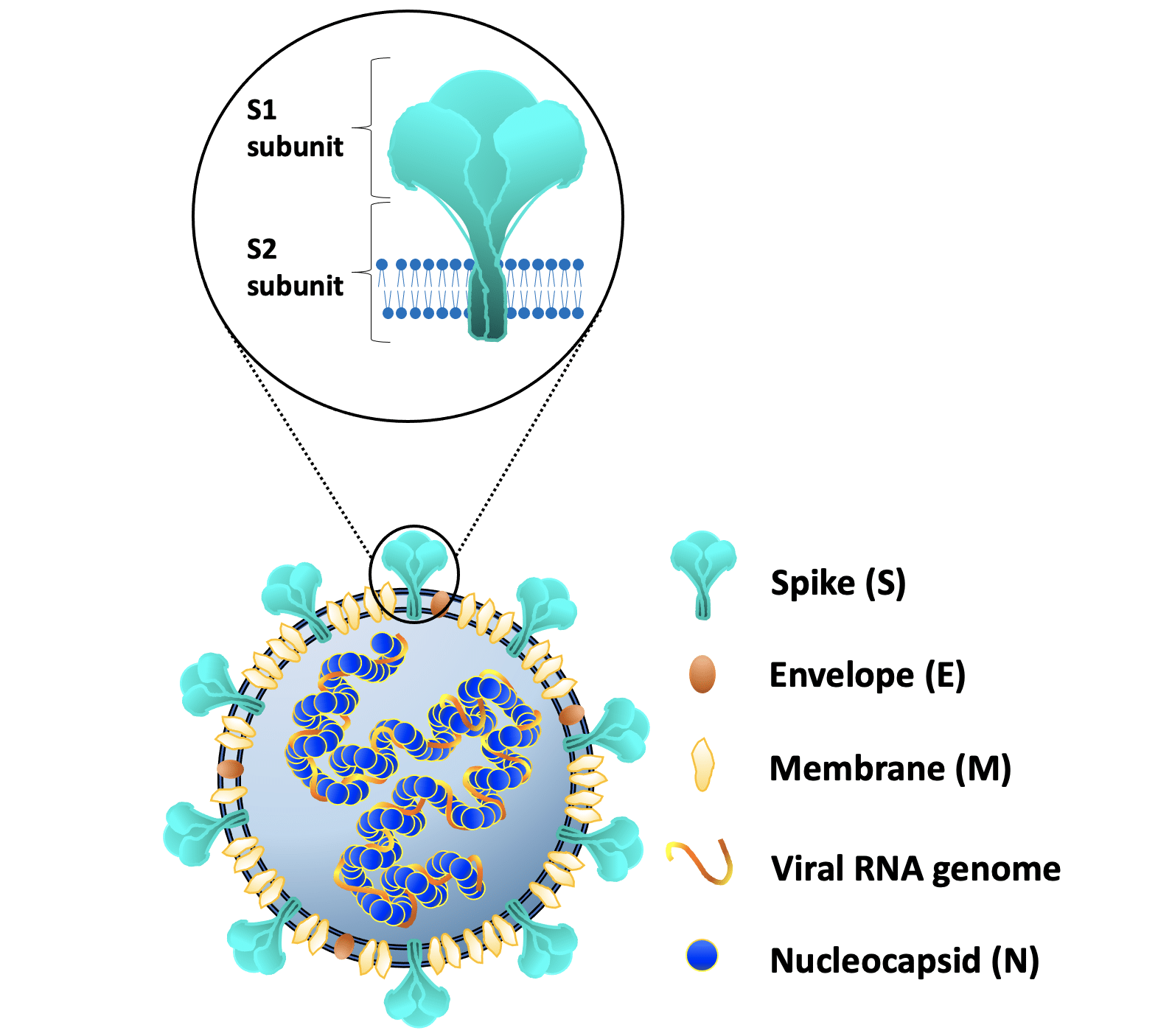 Texas Biomed discover new COVID-19 antibody cocktail