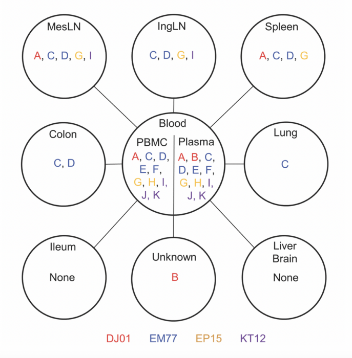 Researchers pinpoint most likely source of HIV Rebound Infection