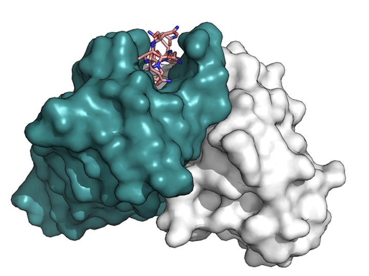 Malaria vaccine mimics natural immunity with high precision - Texas Biomed